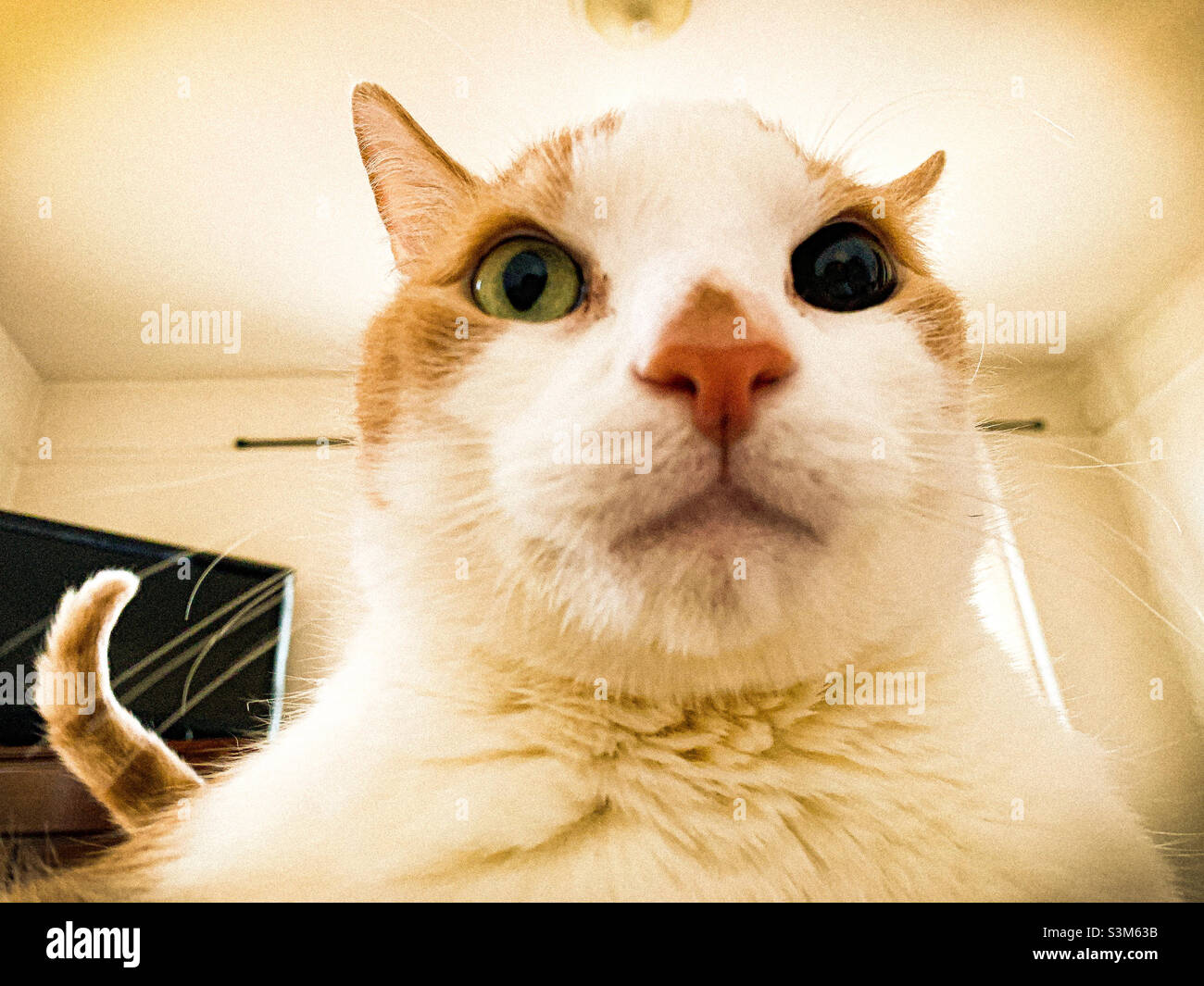 Cat zoom hi-res stock photography and images - Alamy