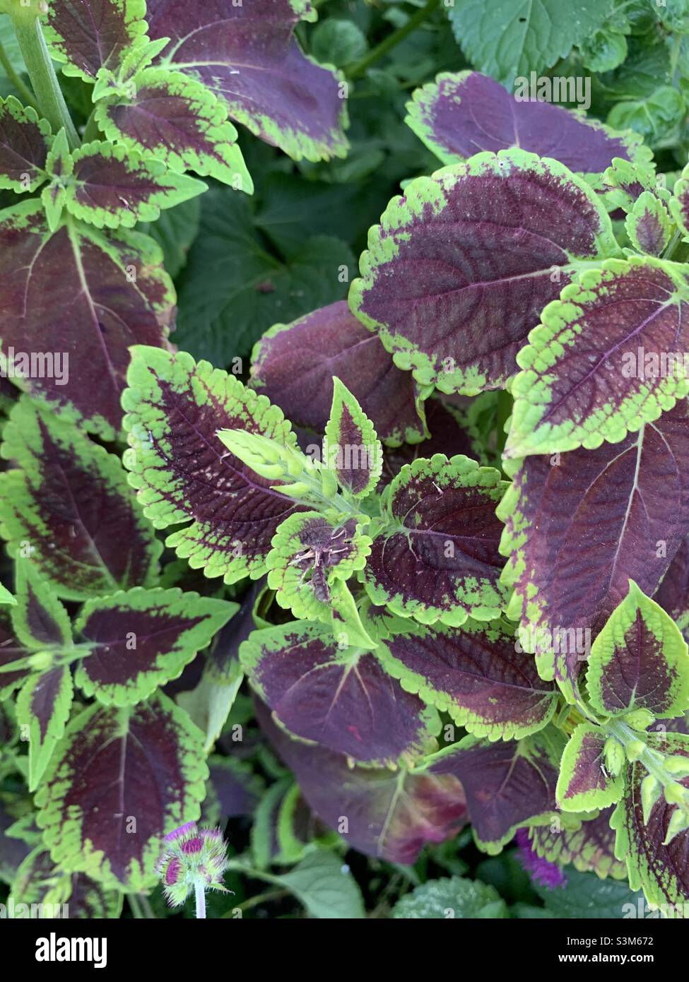 Plant in nature hi-res stock photography and images - Alamy
