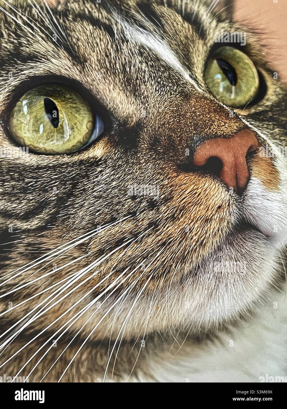 Female tabby cat hi-res stock photography and images - Alamy