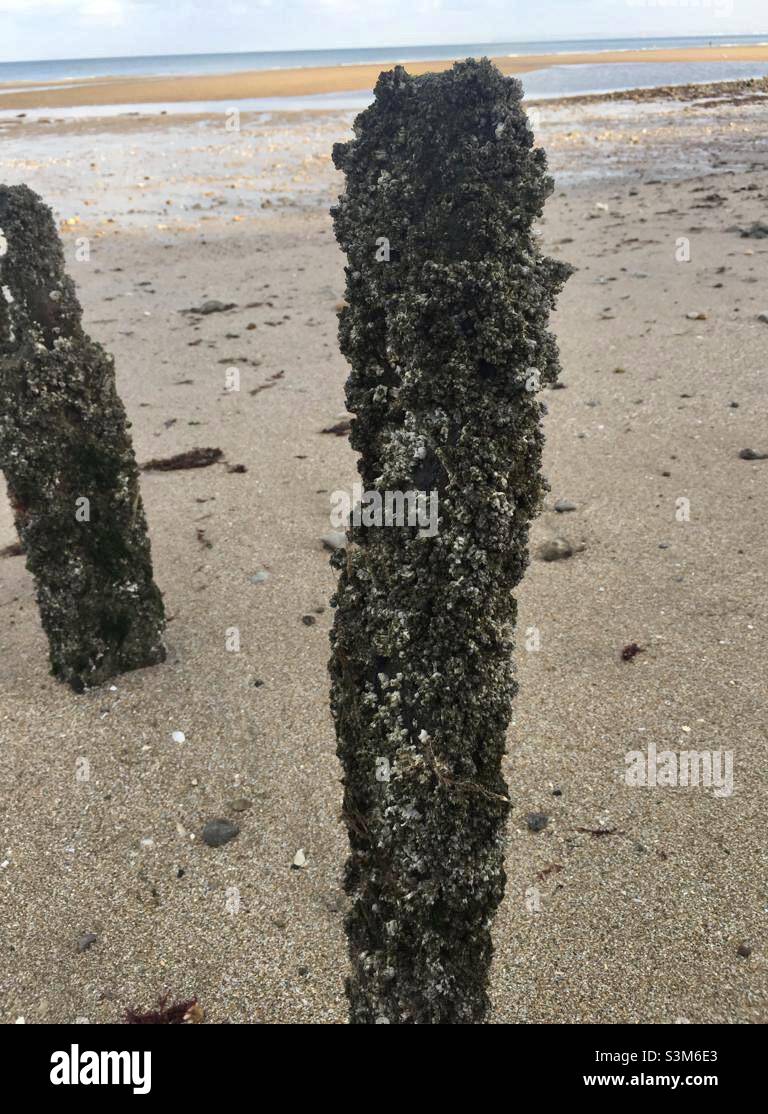 Life at the seaside hi-res stock photography and images - Alamy