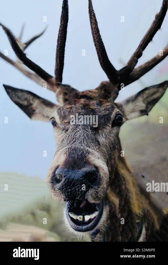 Dancer rudolph hi-res stock photography and images - Alamy