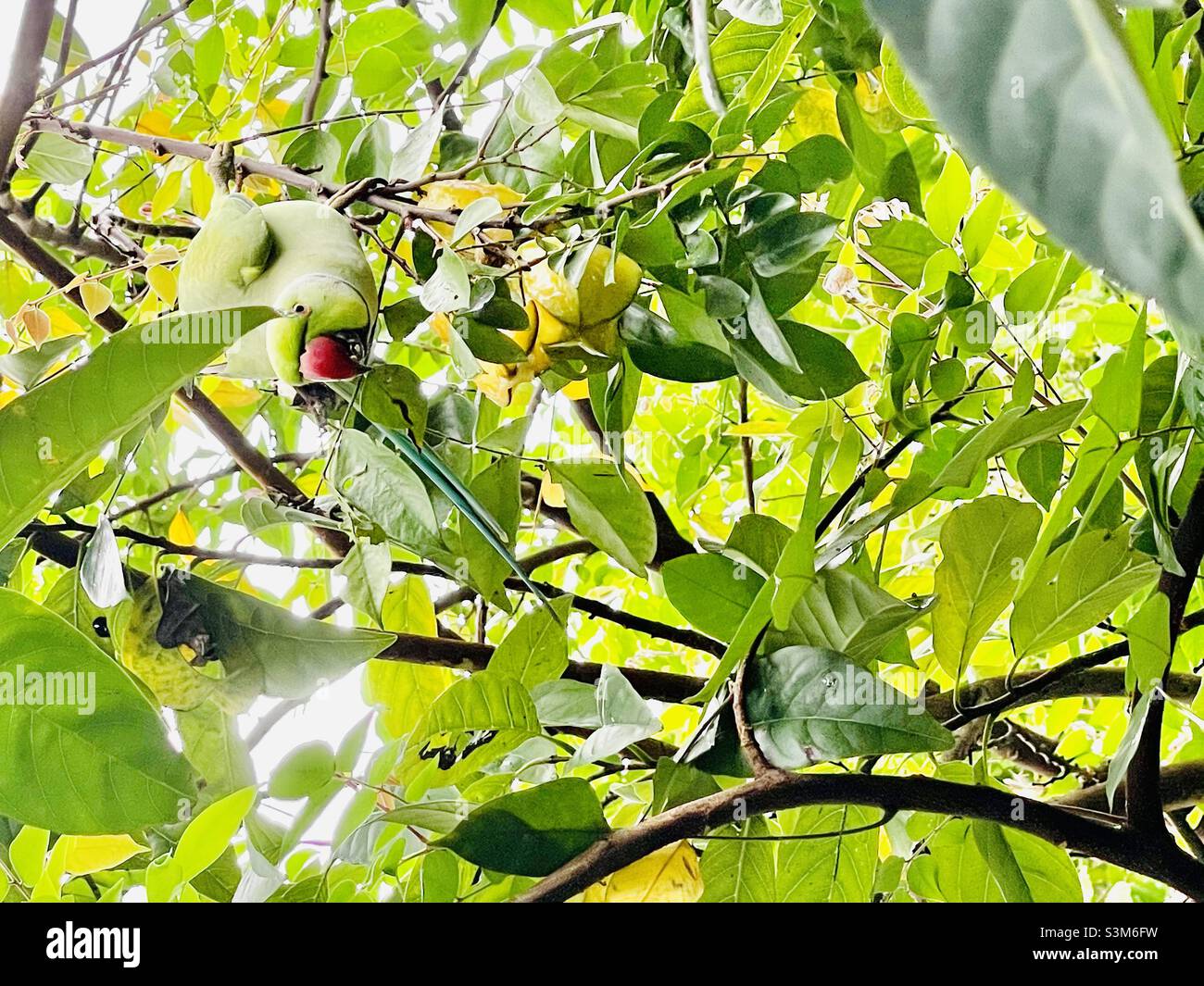 Parrot on a star fruit tree Stock Photo - Alamy