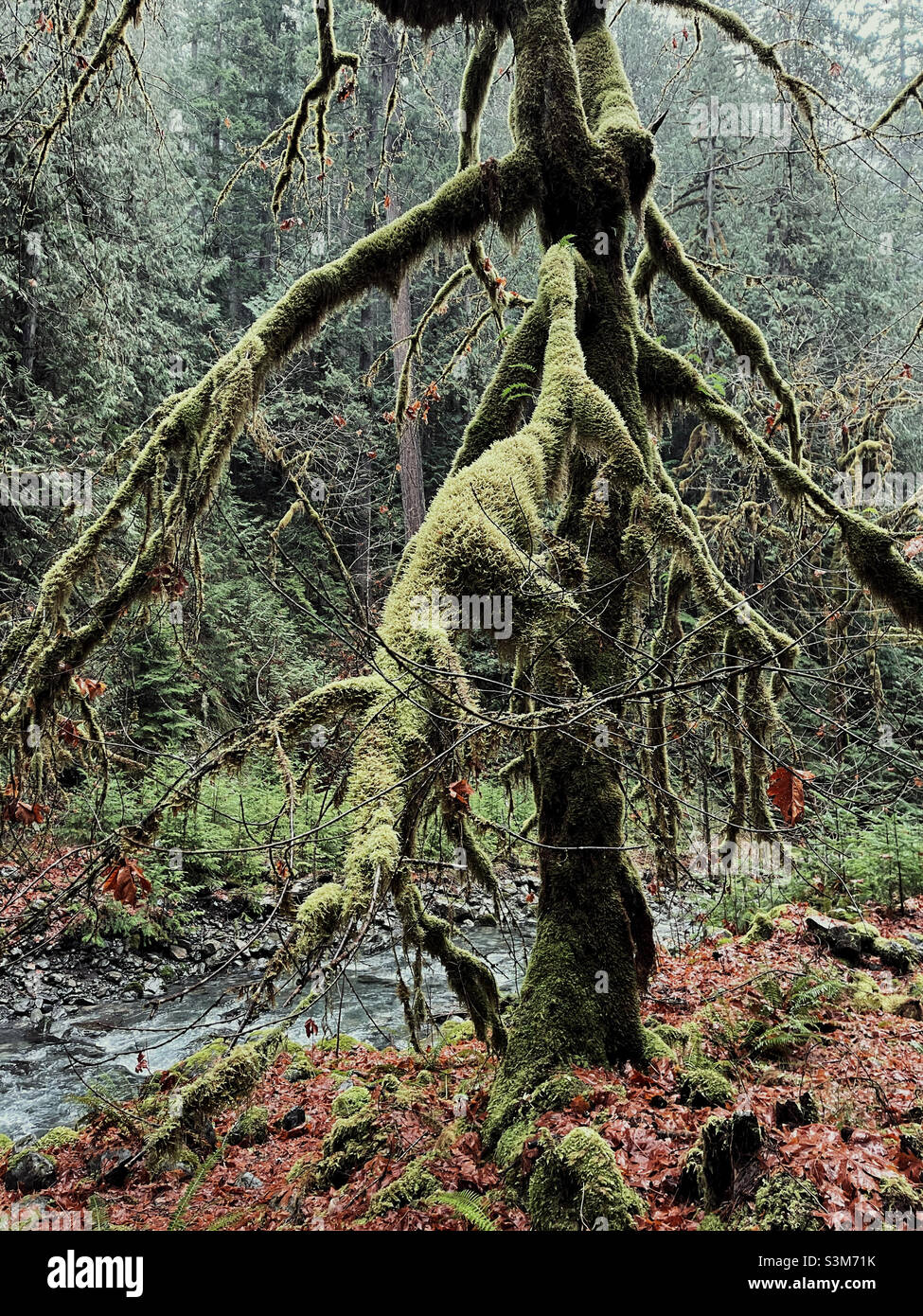 Pacific northwest rainforest with tree covered with moss Stock Photo ...