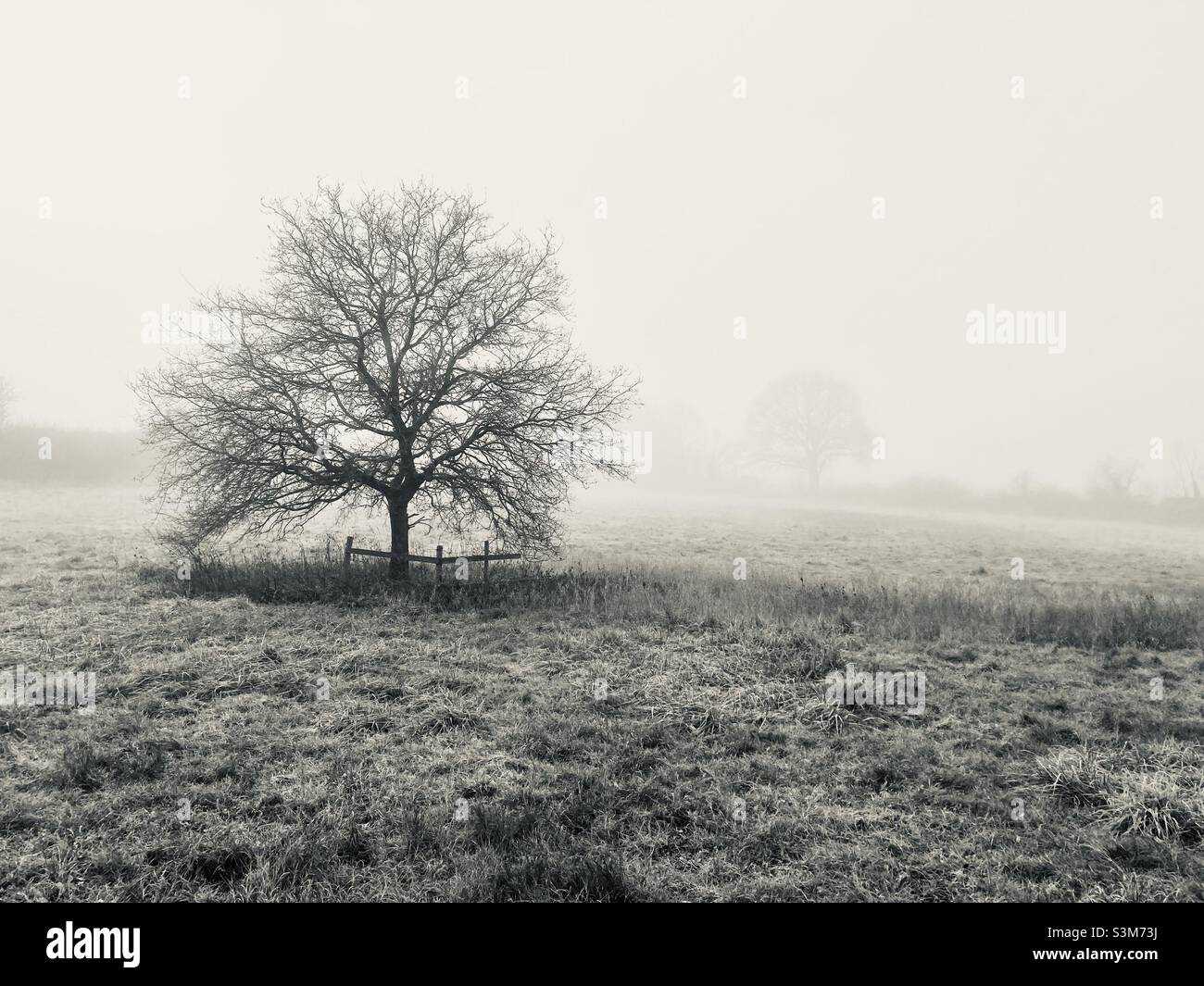 Ghostly tree hi-res stock photography and images - Alamy
