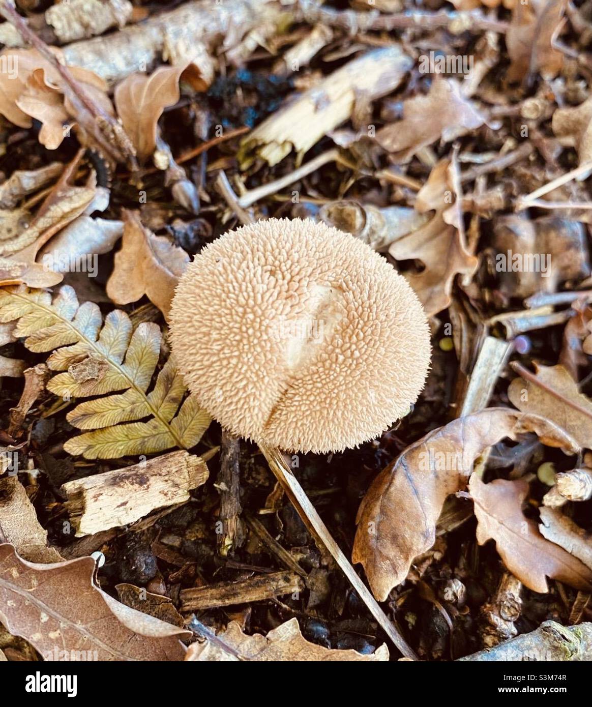 Echinatum hi-res stock photography and images - Alamy