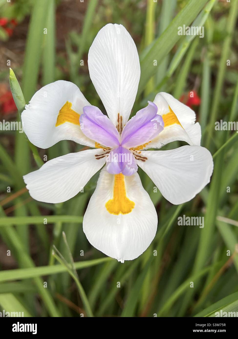 African iris hi-res stock photography and images - Alamy