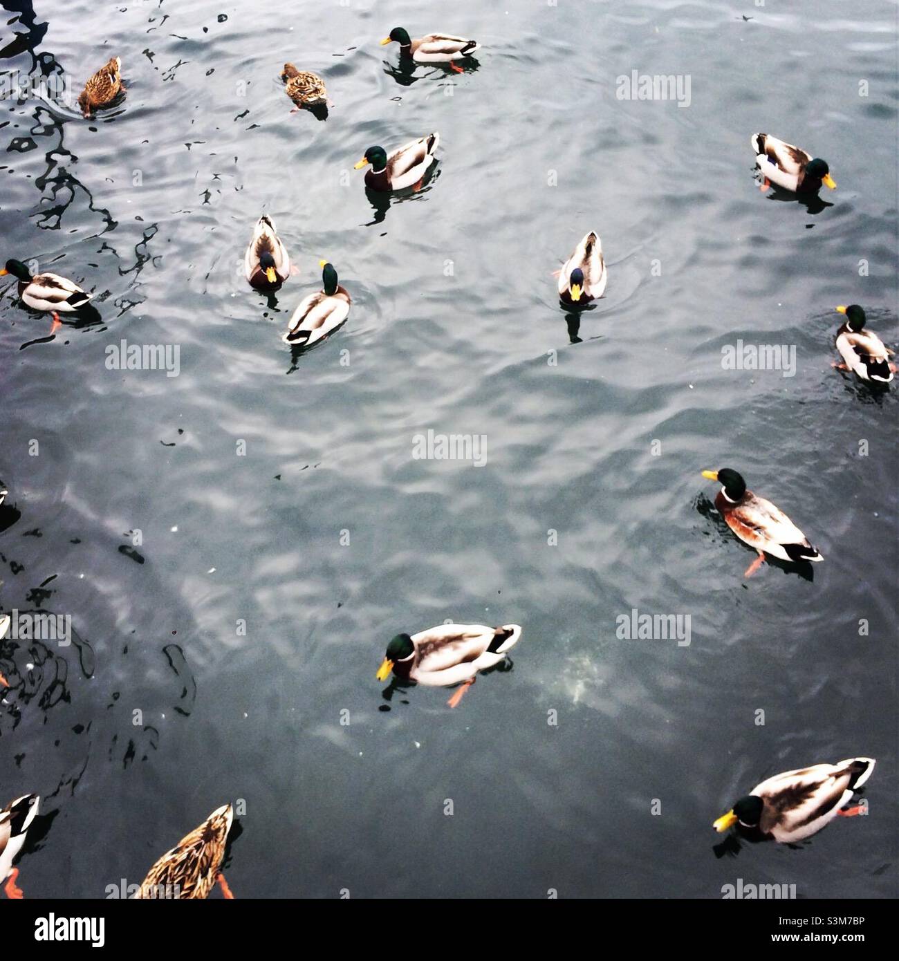 Floating ducks hi-res stock photography and images - Alamy