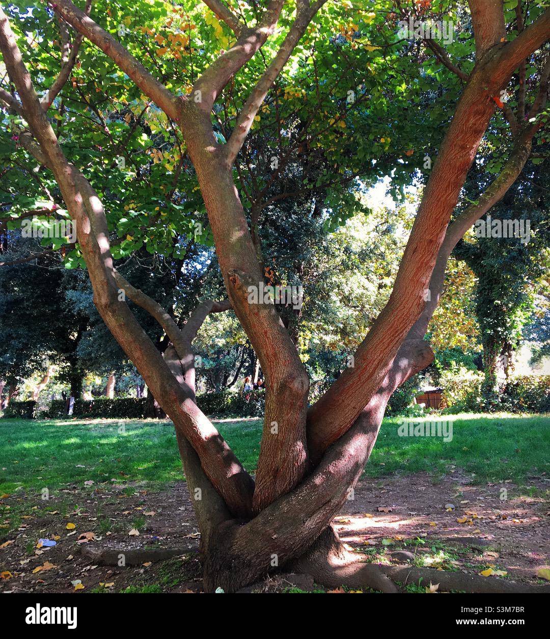 Intertwining trees hi-res stock photography and images - Alamy