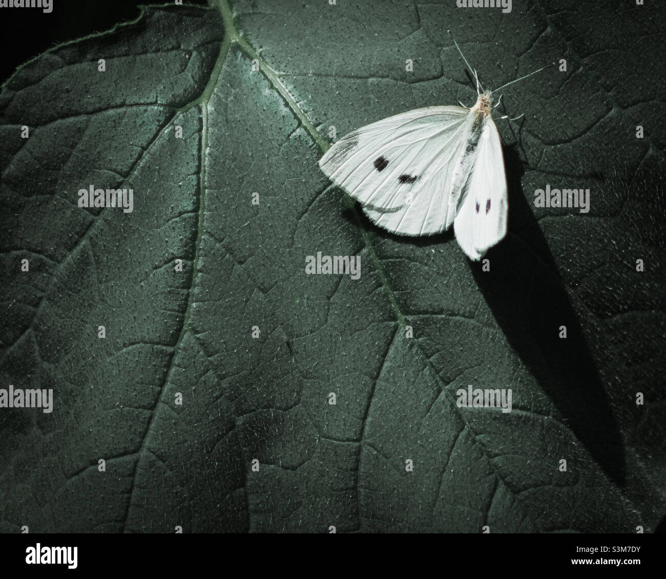 Butterfly ecosystem hi-res stock photography and images - Alamy