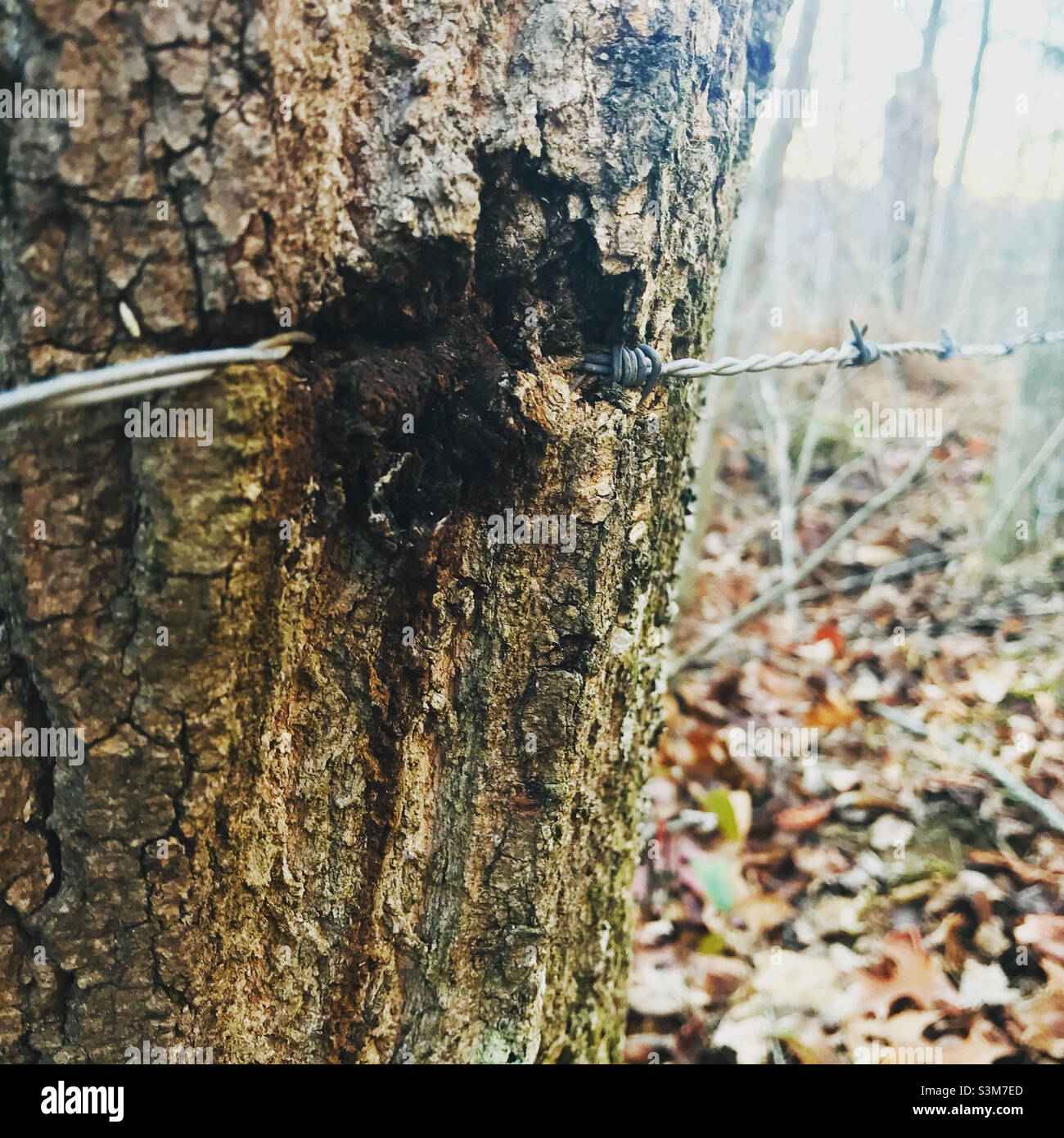 Nature perseverance hi-res stock photography and images - Alamy
