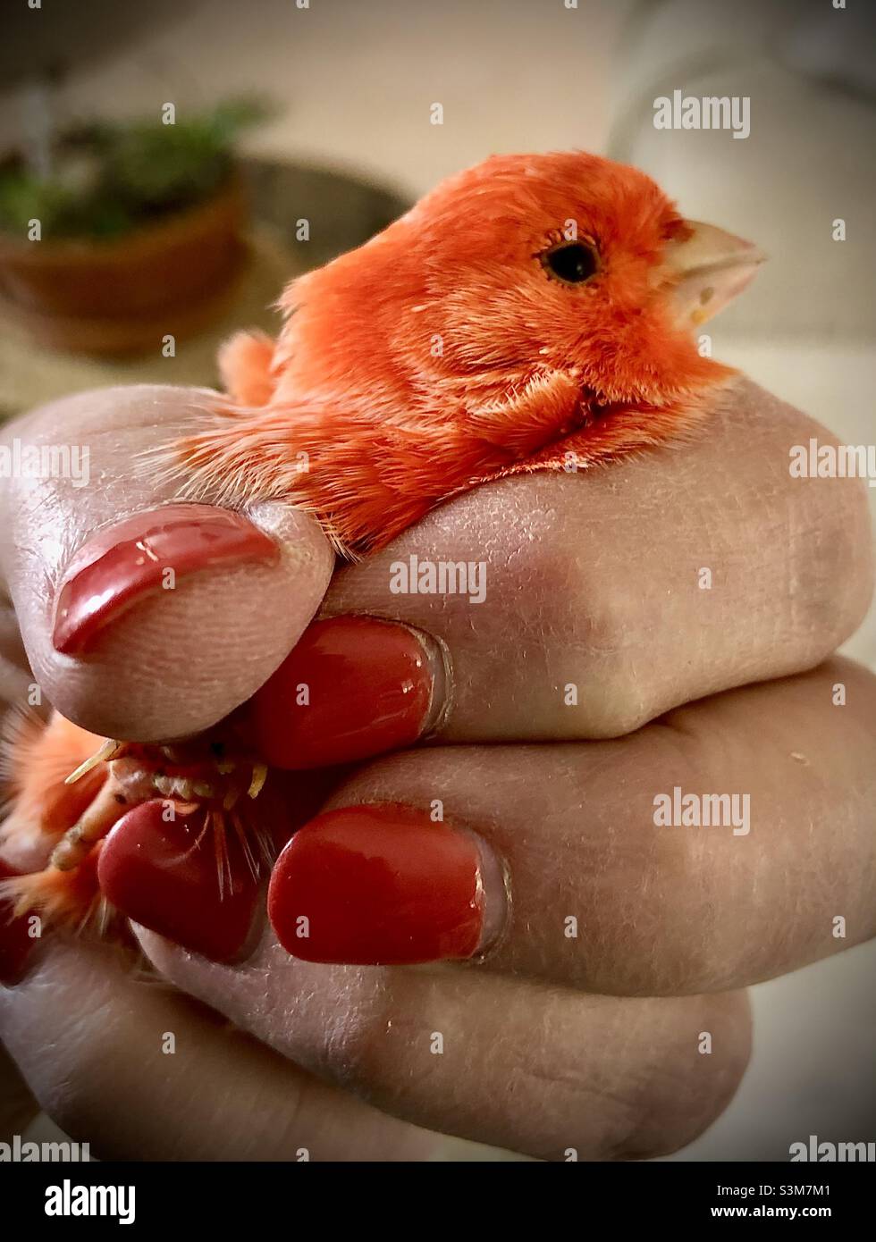 Red factor canary hi-res stock photography and images - Alamy