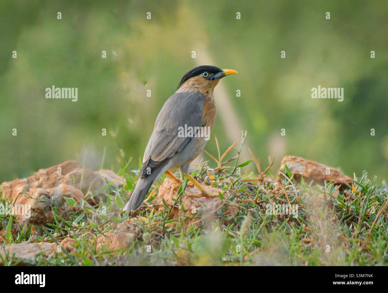 Indian Starling High Resolution Stock Photography and Images - Alamy
