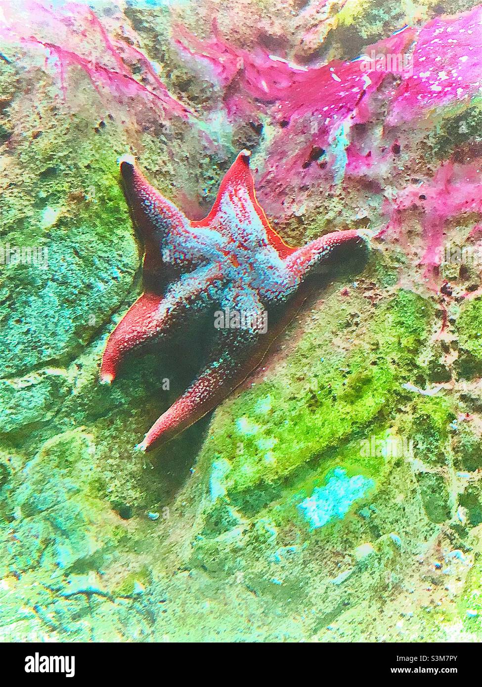 Dancing starfish hi-res stock photography and images - Alamy