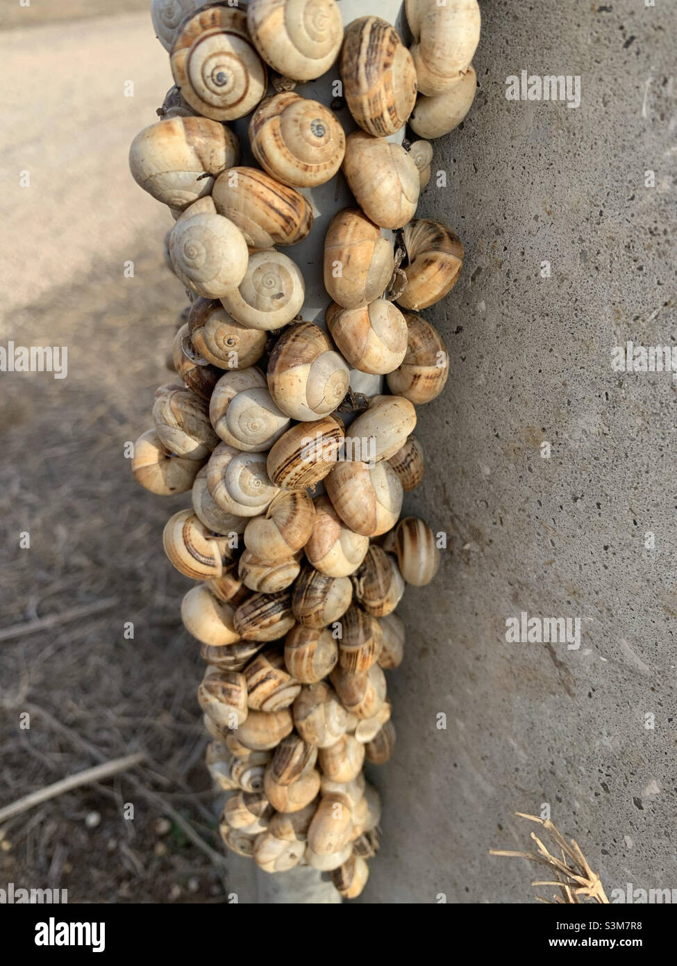Colony of Mediterranean coastal snails attached to a concrete post in ...