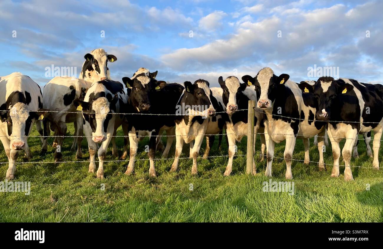 Cows lined up along the fence watching Stock Photo - Alamy