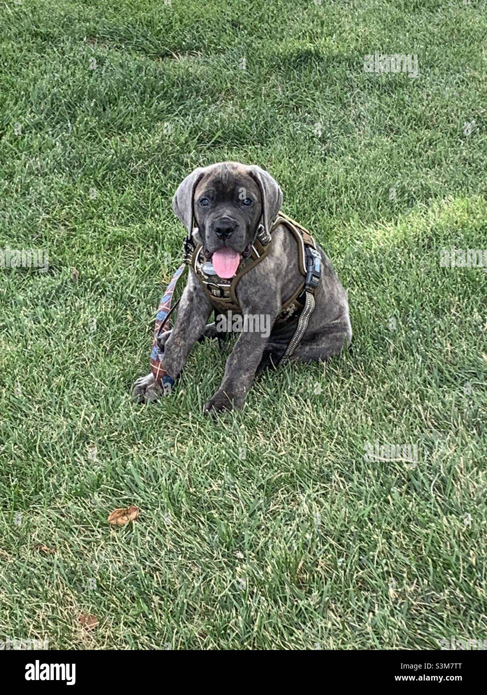 Happy puppy pose hi-res stock photography and images - Alamy
