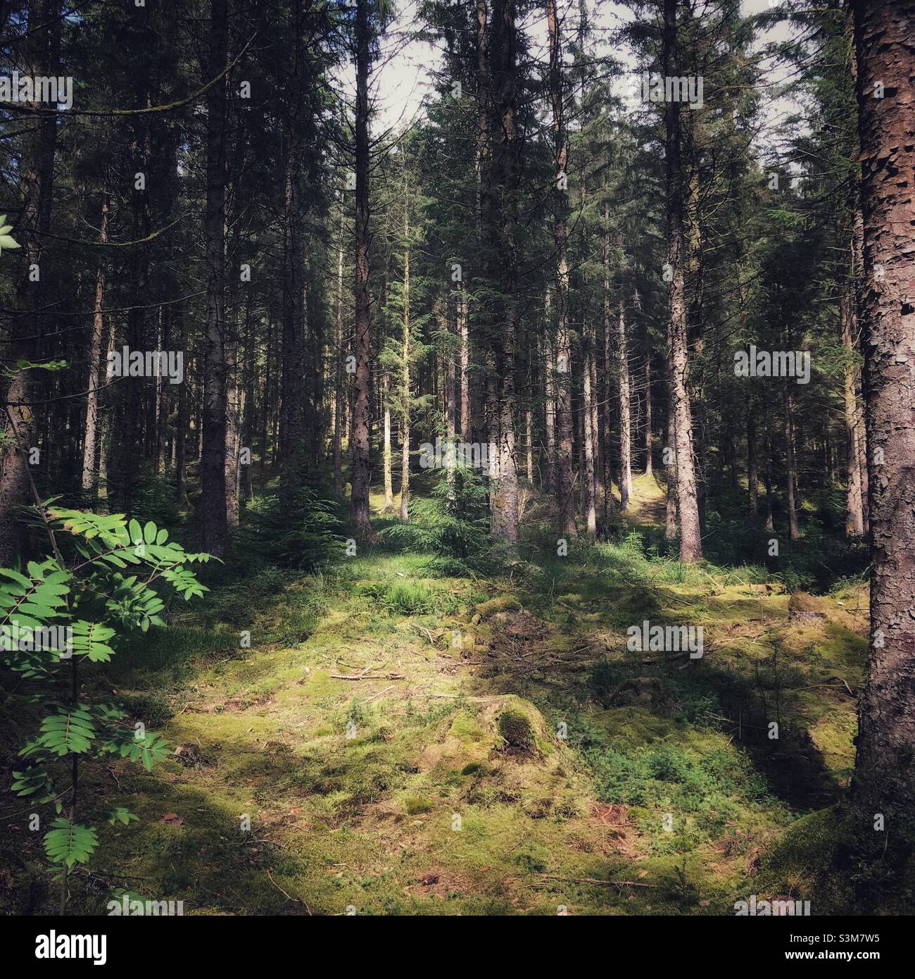 Hafren Forest, Mid Wales Stock Photo - Alamy