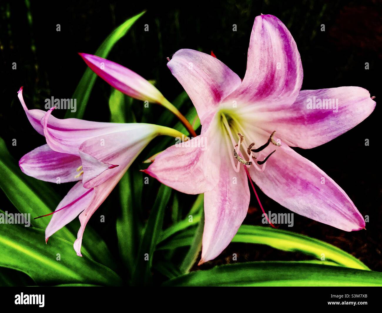 Vibrant pink lilies in bloom hi-res stock photography and images - Alamy