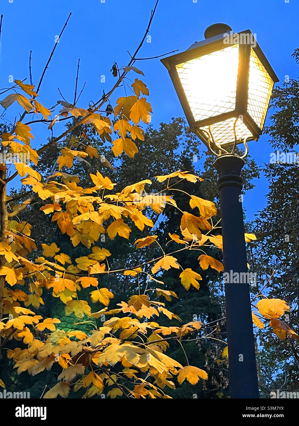 Street light and Autumn tree Stock Photo - Alamy