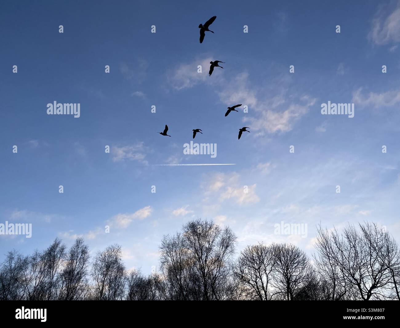 Goose flying overhead hi-res stock photography and images - Alamy