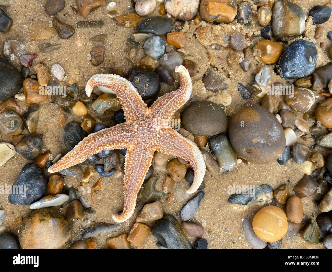 A starfish on the pebbles on the beach Stock Photo - Alamy