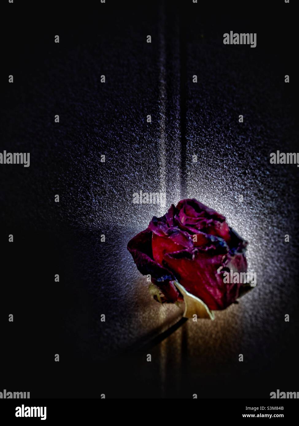 Alone rose against black background Stock Photo - Alamy