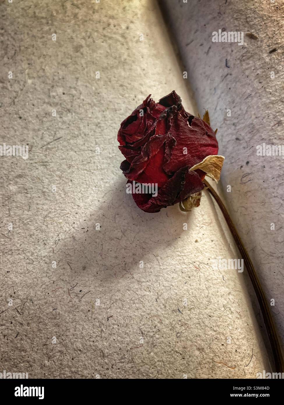 Dried rose against off white journal Stock Photo - Alamy