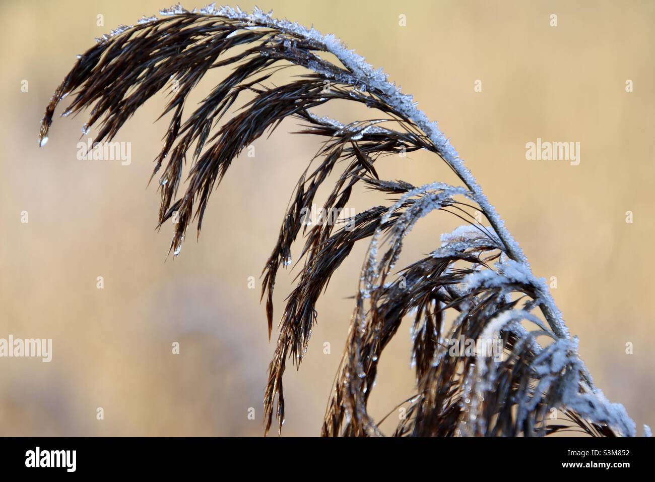 Ice and grass hi-res stock photography and images - Alamy