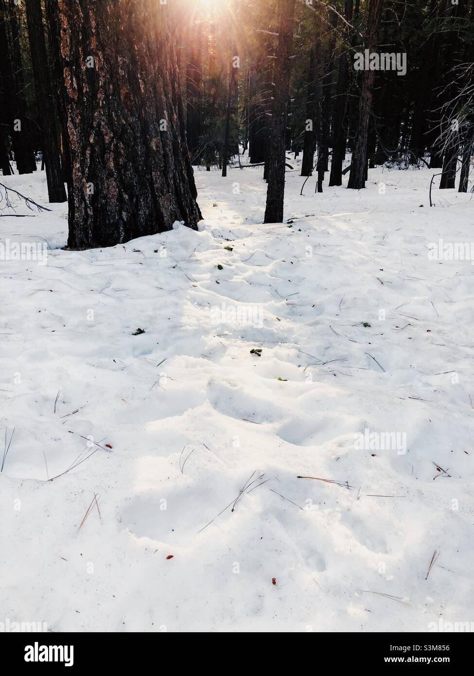Pine trees snow sunlight hi-res stock photography and images - Alamy