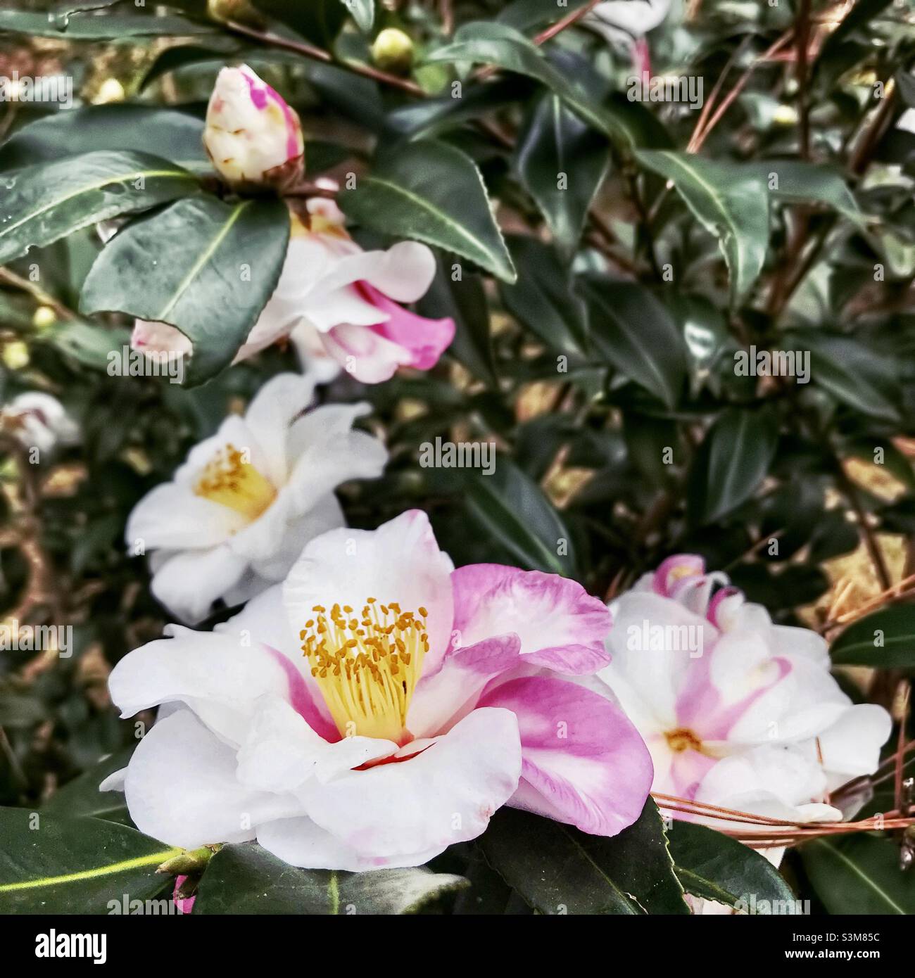 Sasanqua camellia tree flower blossoms. Copy space Stock Photo - Alamy