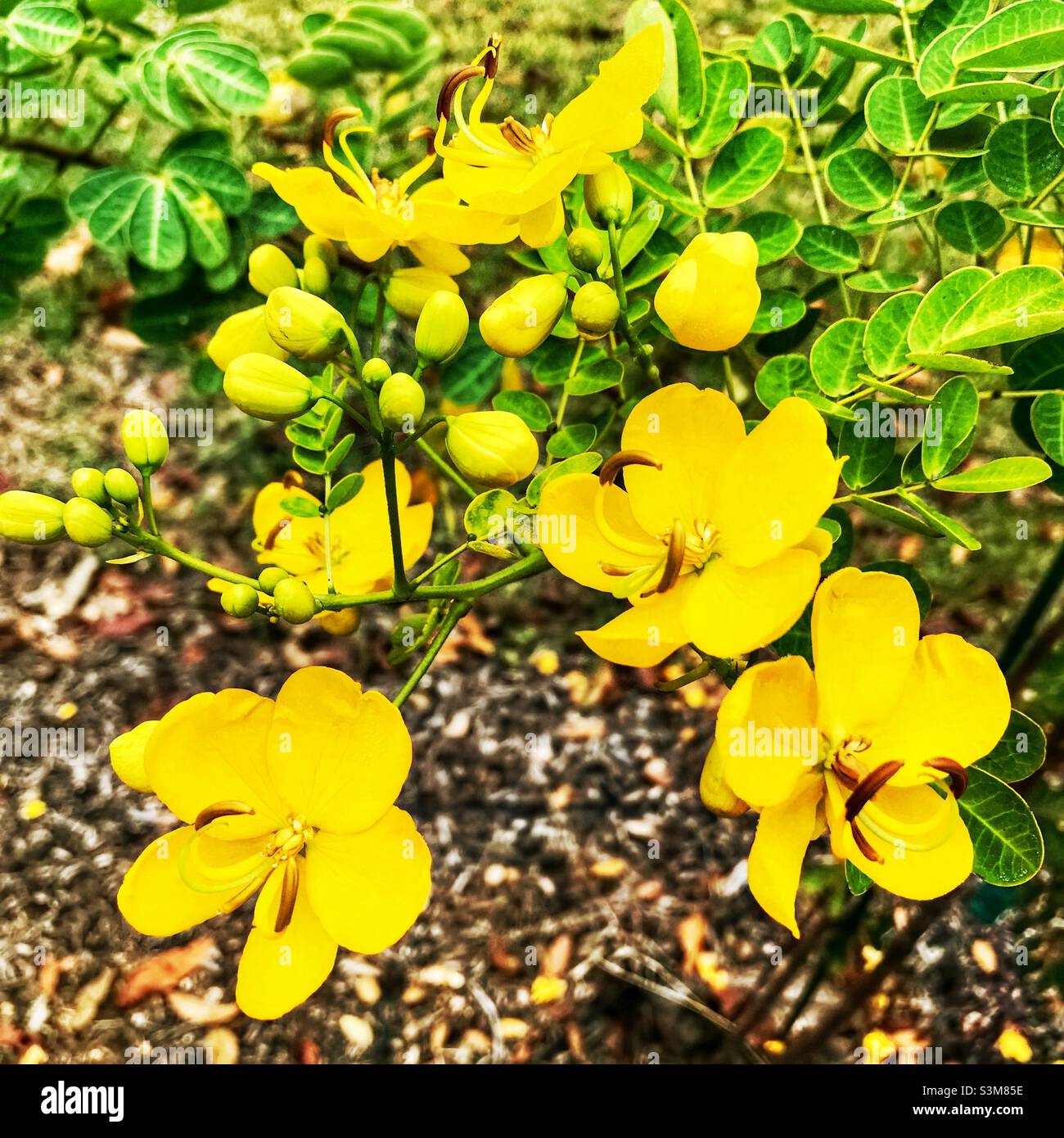 Cassia tora plant hi-res stock photography and images - Alamy
