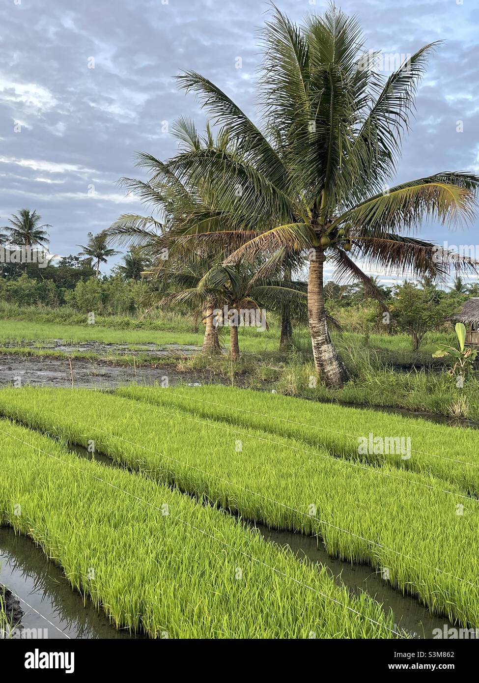 Paddy trees hi-res stock photography and images - Alamy