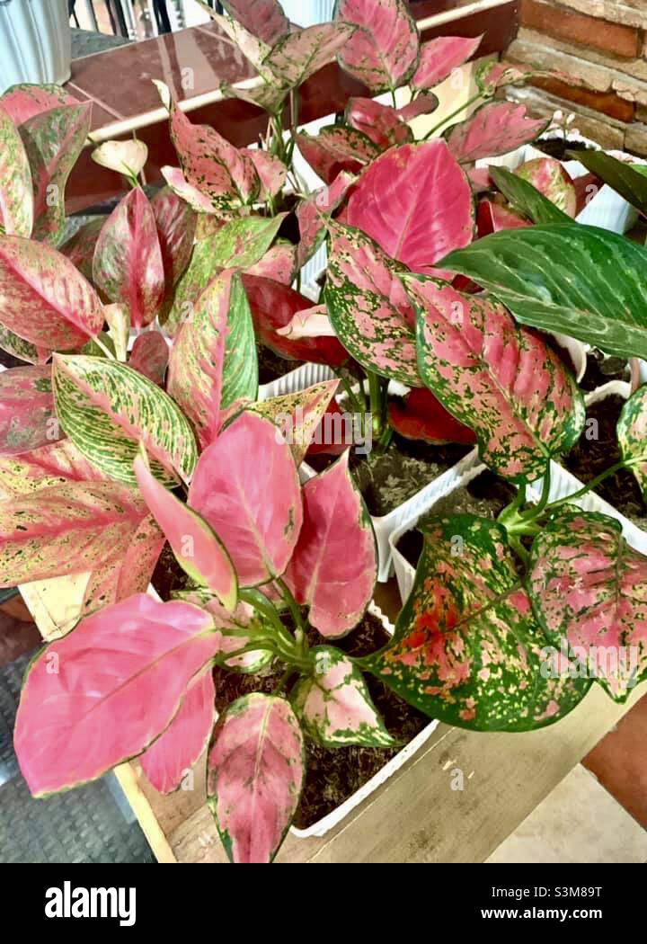Aglaonema varieties hi-res stock photography and images - Alamy
