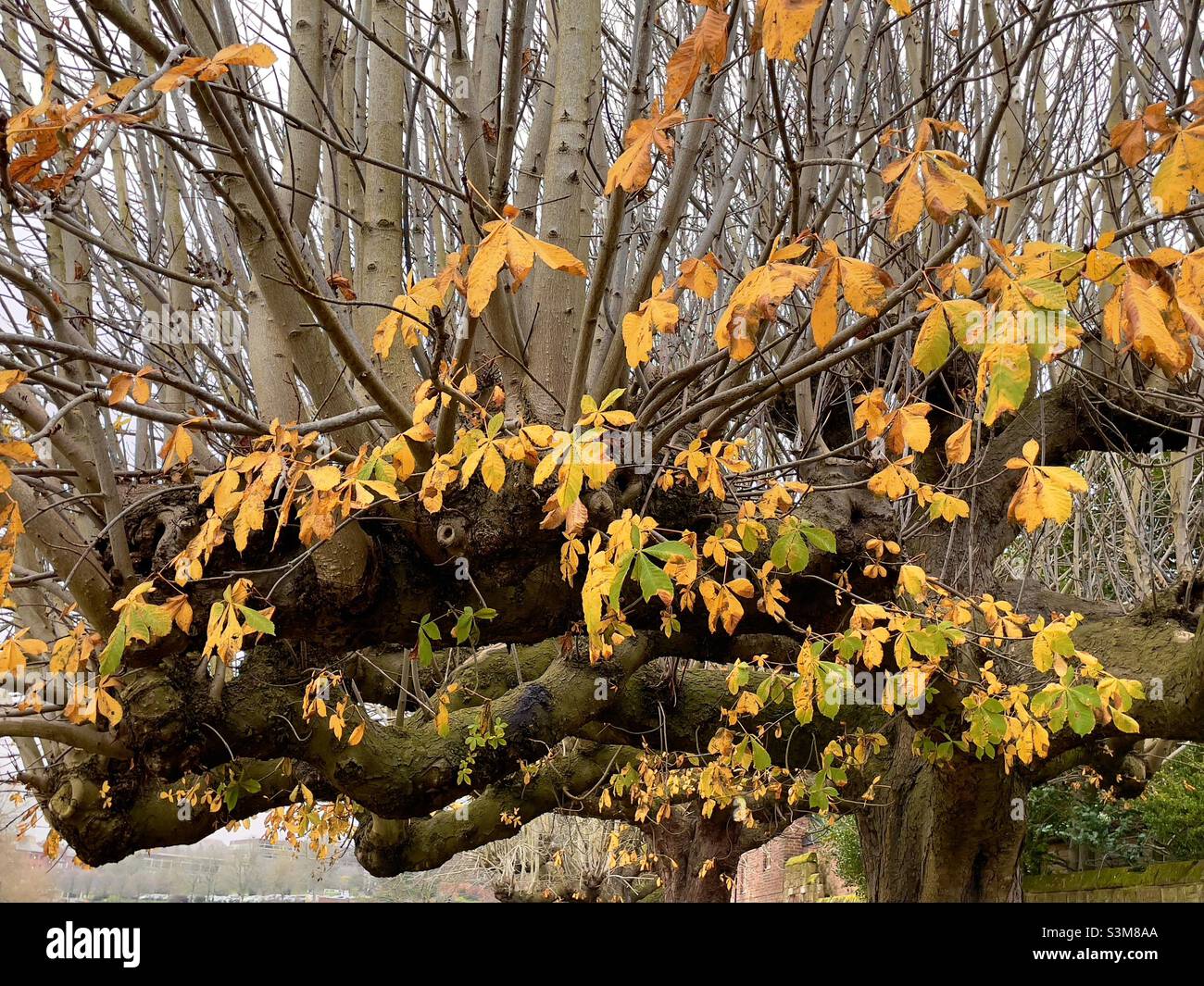 Pollard horse hi-res stock photography and images - Alamy