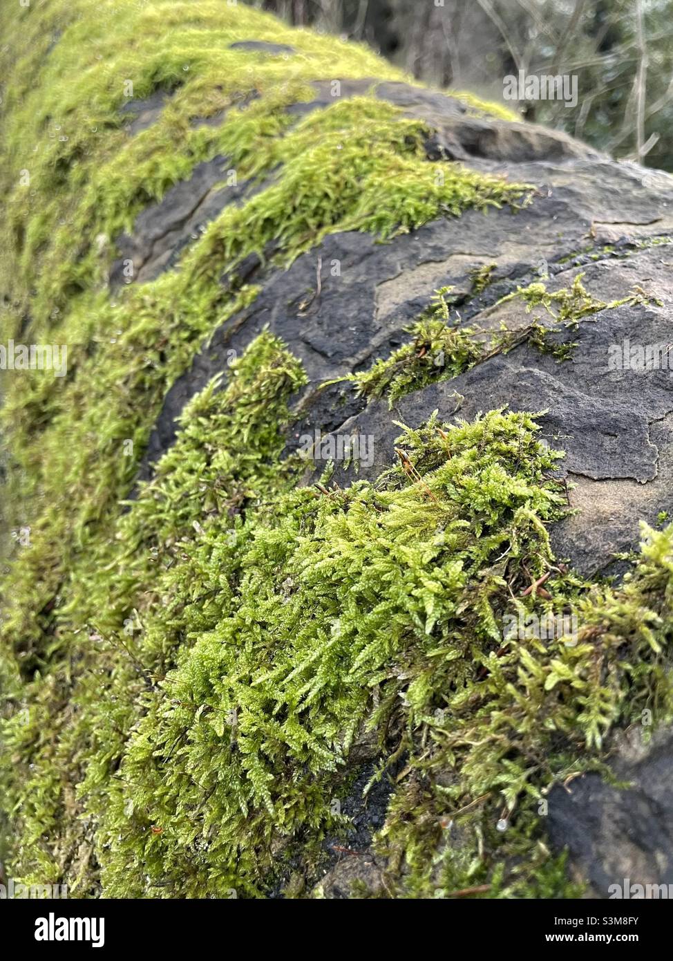 ‘Green Coat’ a farmers wall wears a thick moss coating Stock Photo - Alamy