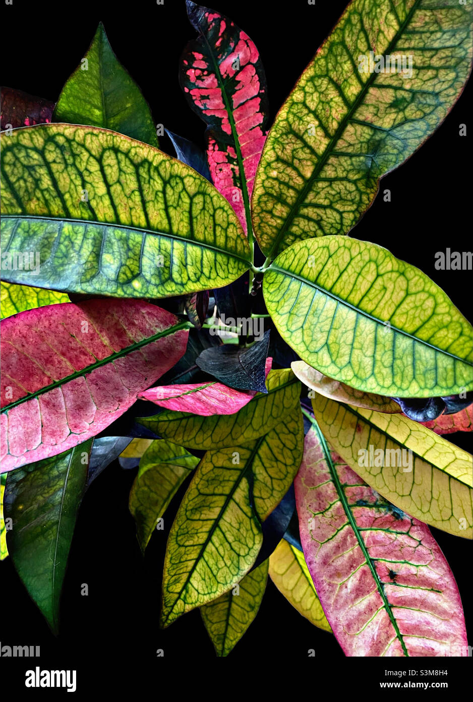 Plants vibrant colors hi-res stock photography and images - Alamy