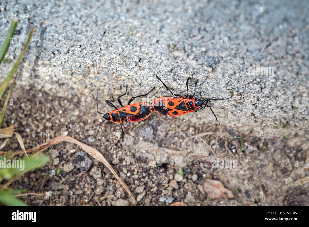 Two fire bugs called Pyrrhocoridae joined together when mating. A bug ...