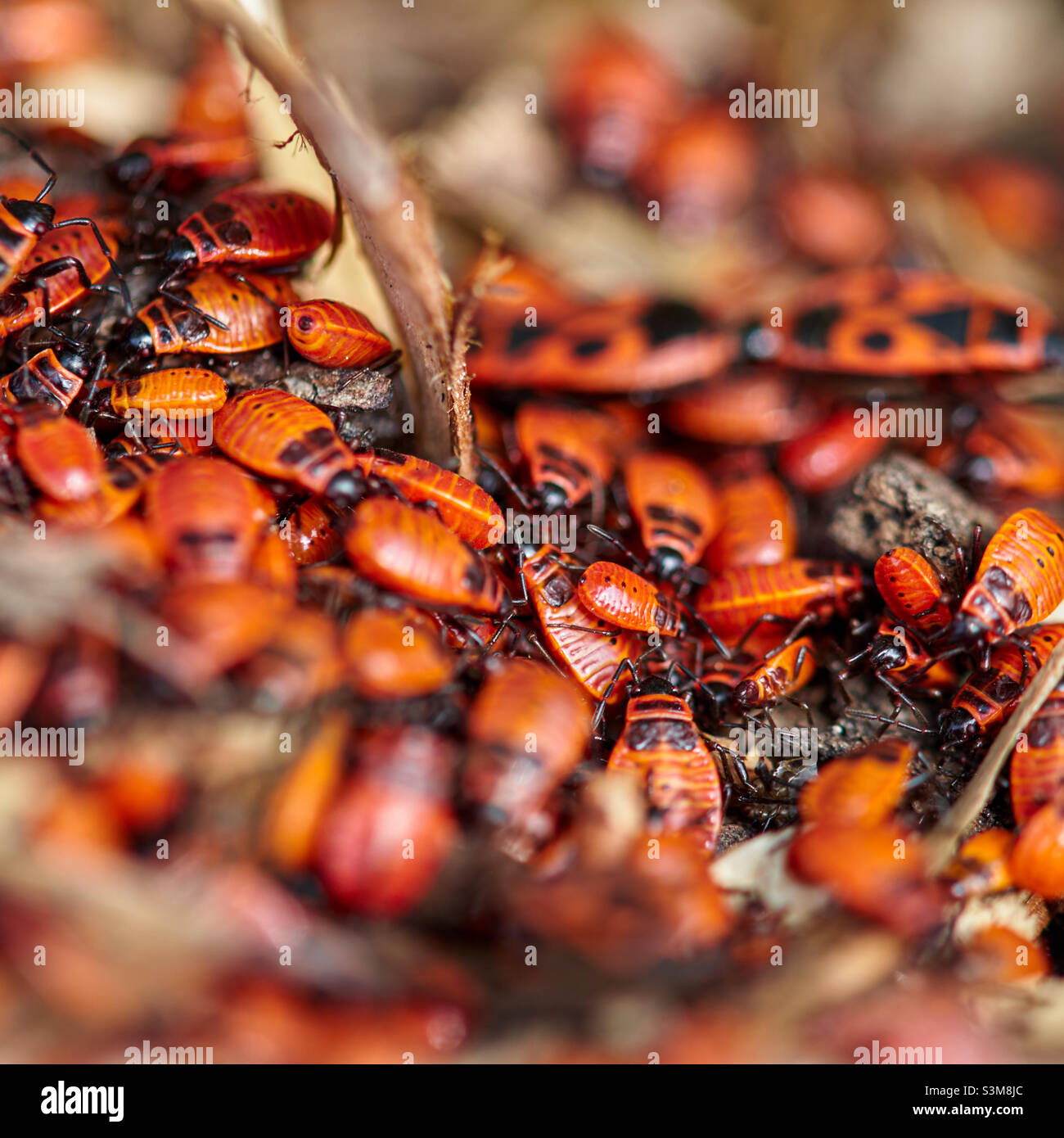 Confusion, so many fire bugs crawling together, very young and old ...