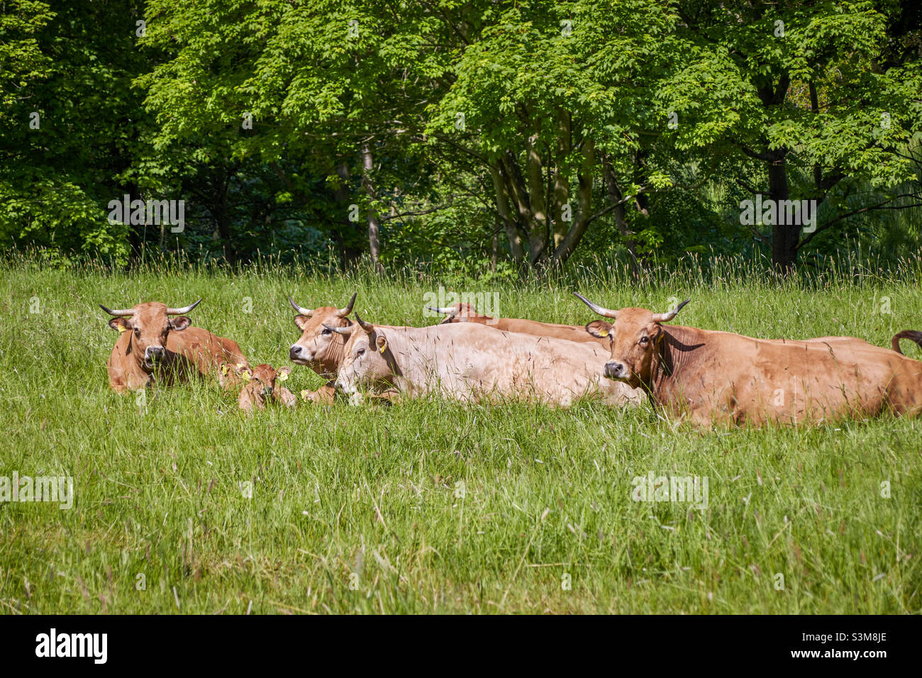 six brown cows lie in the sun on a lush green meadow with tall grass ...