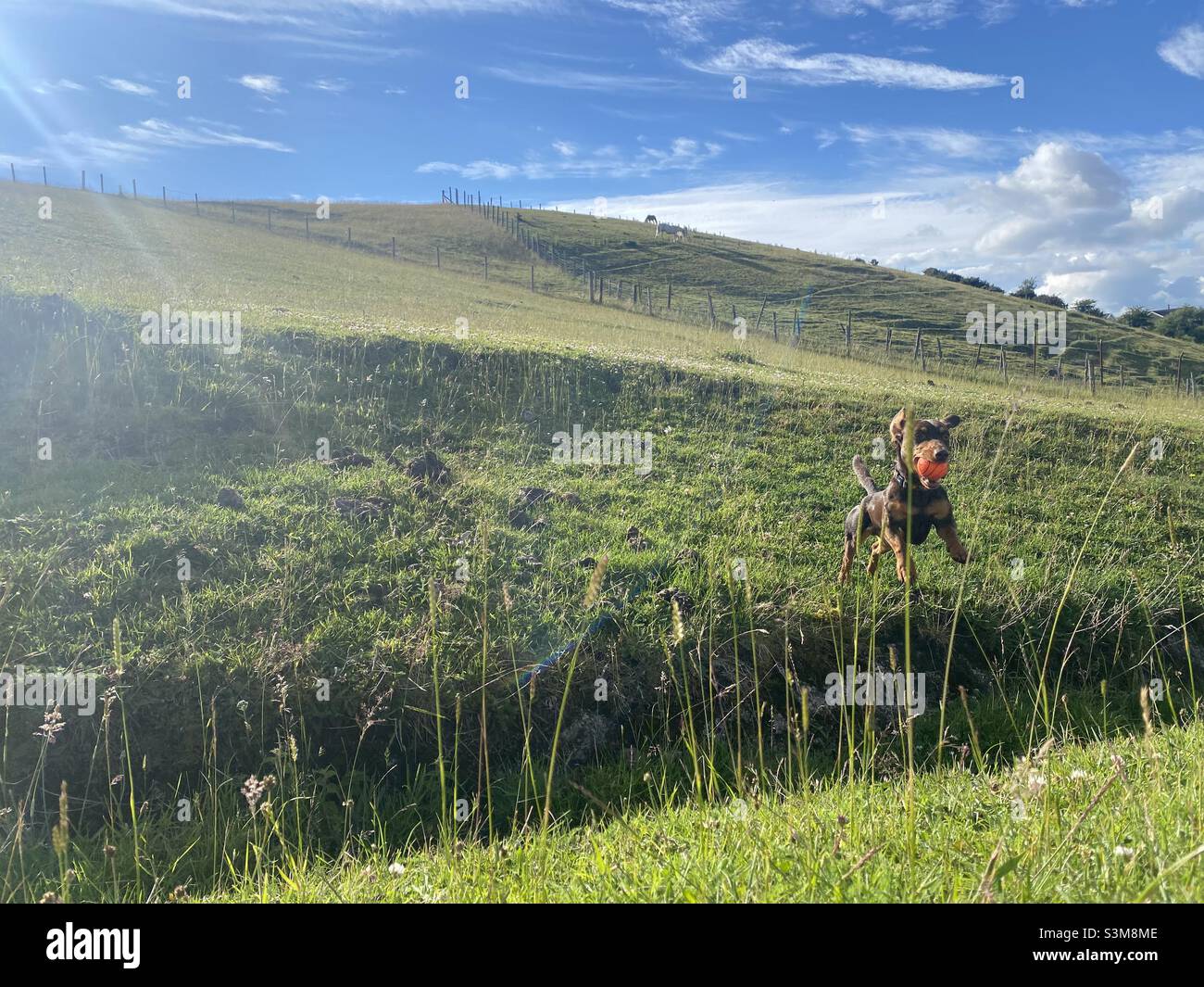 Love walk dog hi-res stock photography and images - Alamy