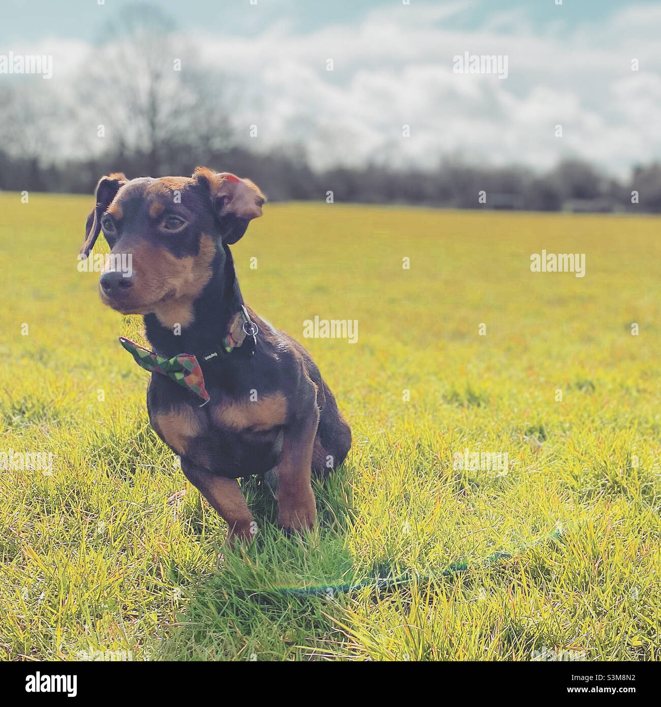 Sausage dog hi-res stock photography and images - Alamy