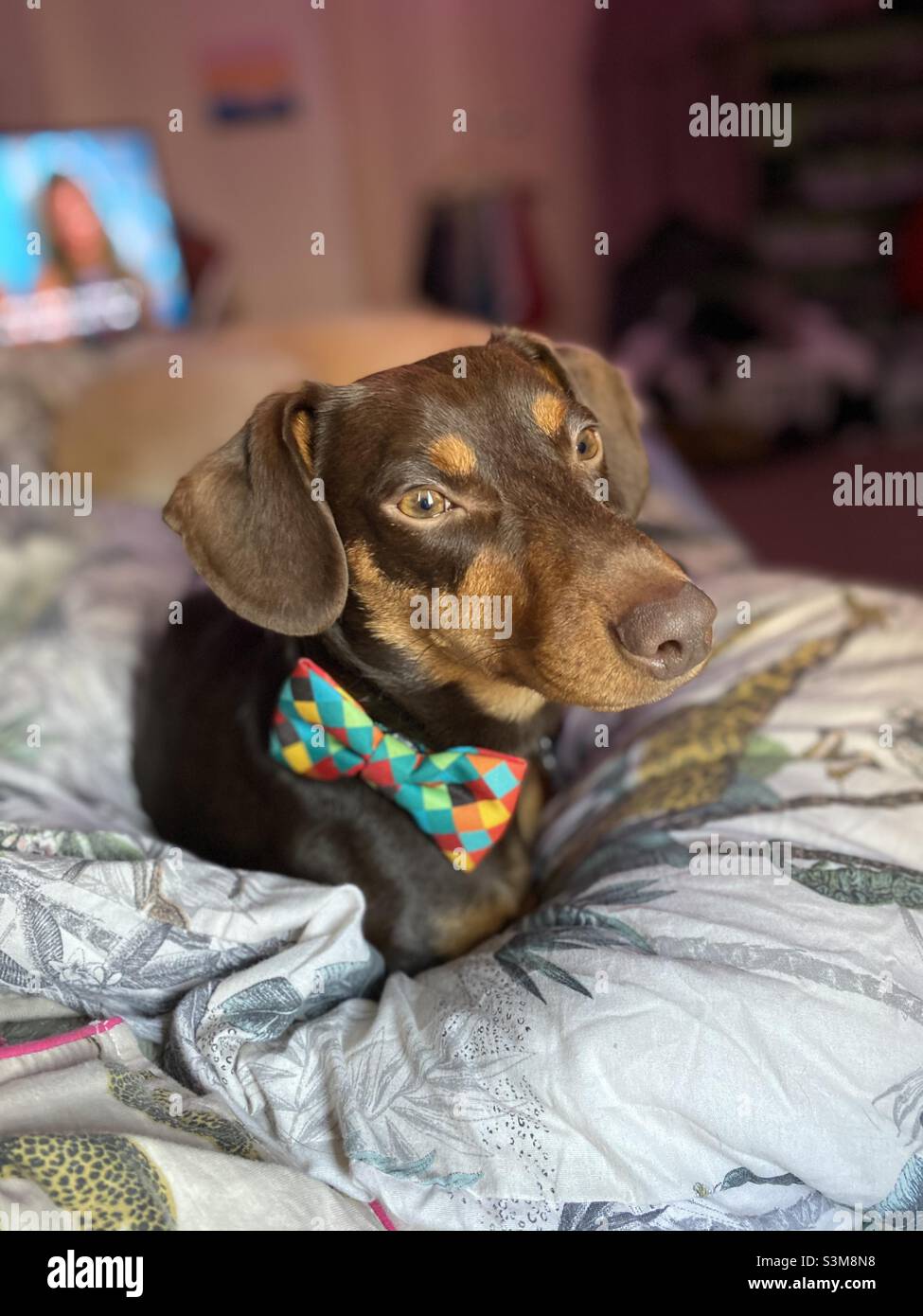 Happy sausage dog hi-res stock photography and images - Alamy