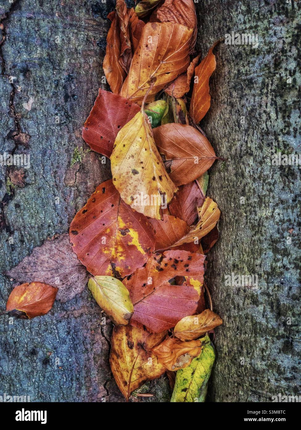 Logs leaves hi-res stock photography and images - Alamy