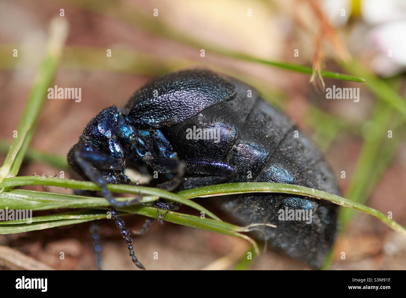 Curled up worm hi-res stock photography and images - Alamy