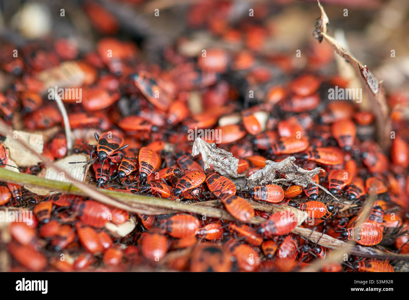 Fire bugs hi-res stock photography and images - Alamy
