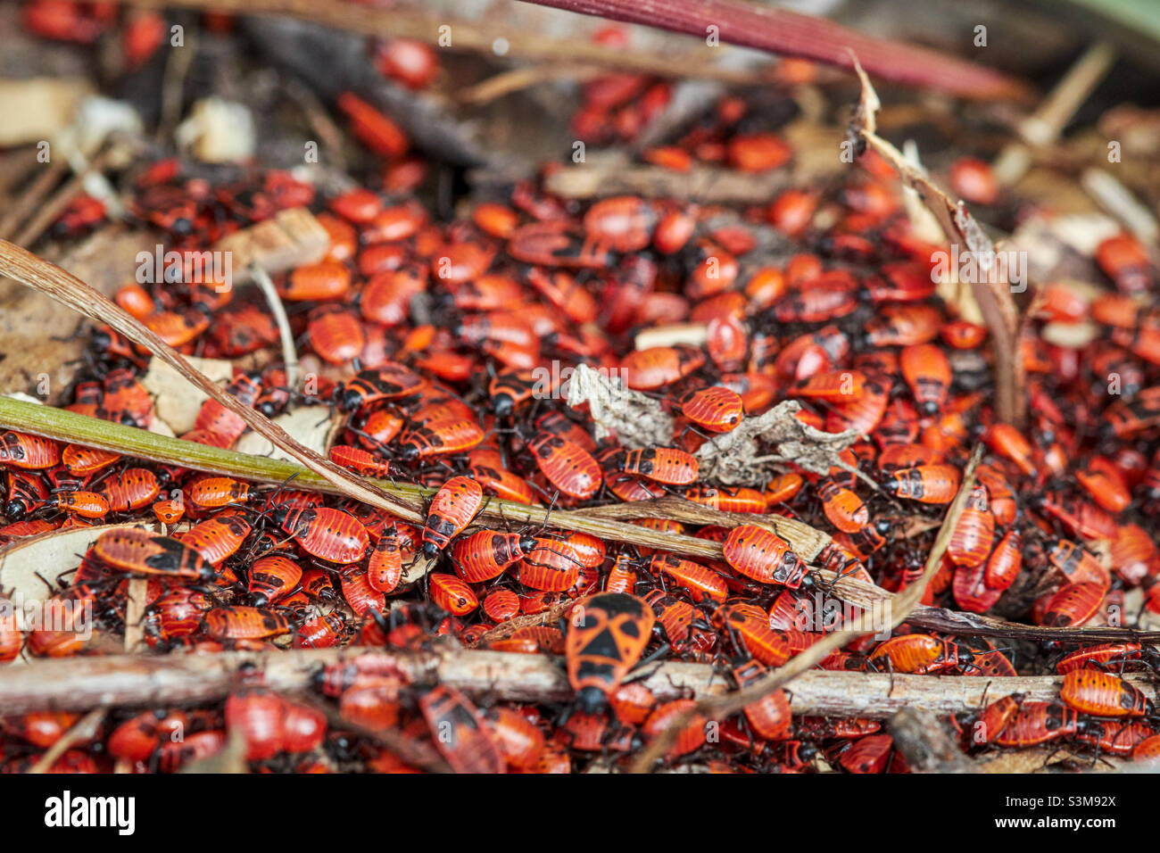 Fire bugs hi-res stock photography and images - Alamy