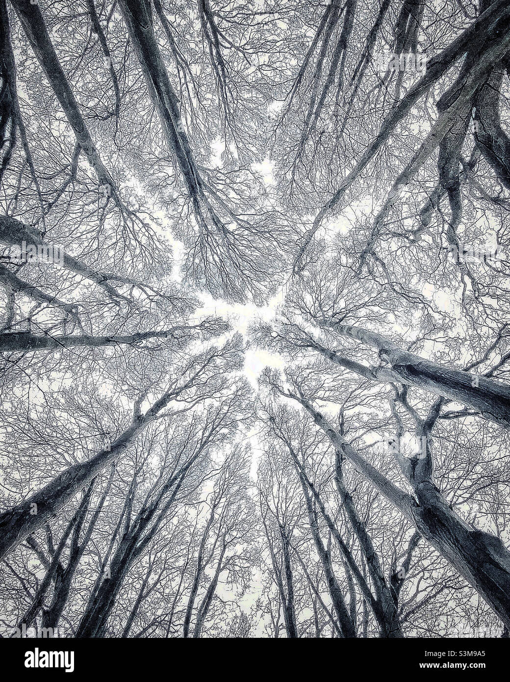 Trees from below Stock Photo - Alamy