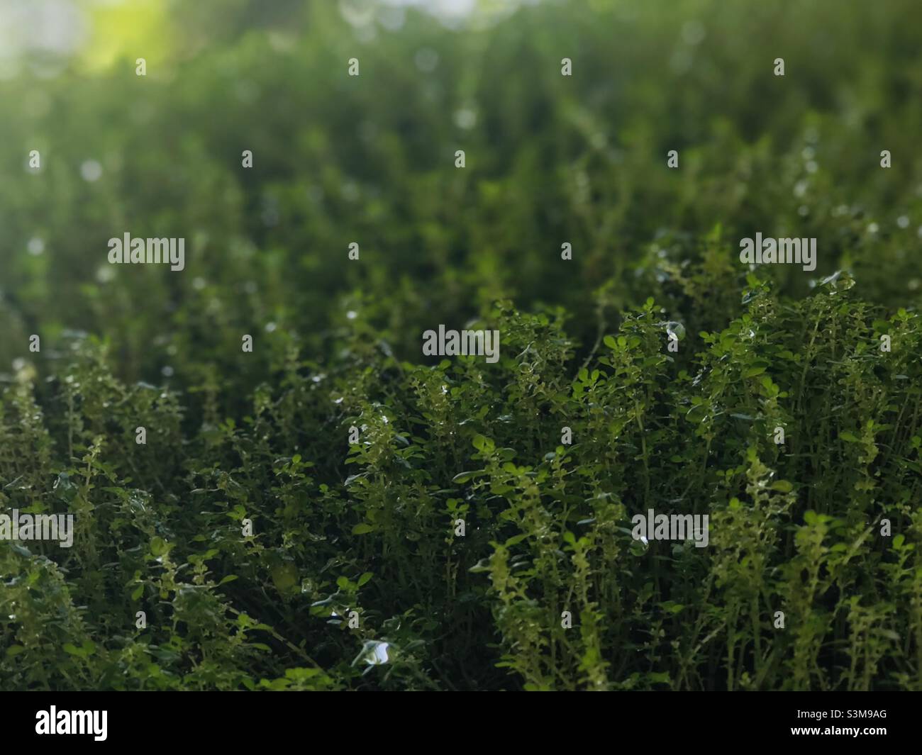 Bless the water hi-res stock photography and images - Alamy