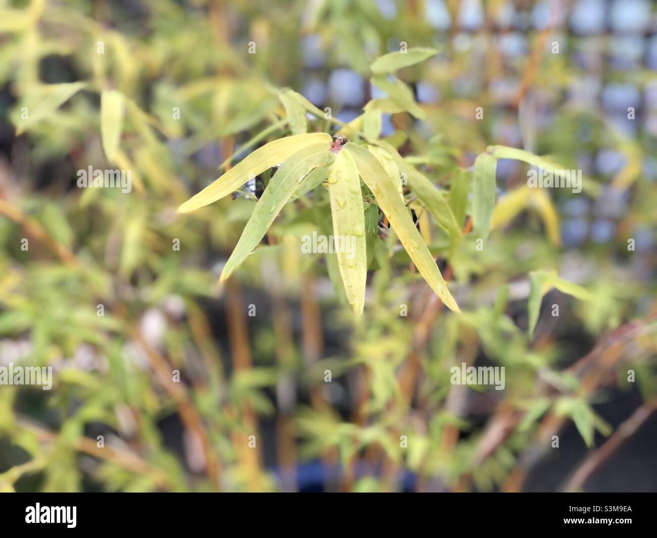 The bamboo plant hi-res stock photography and images - Alamy
