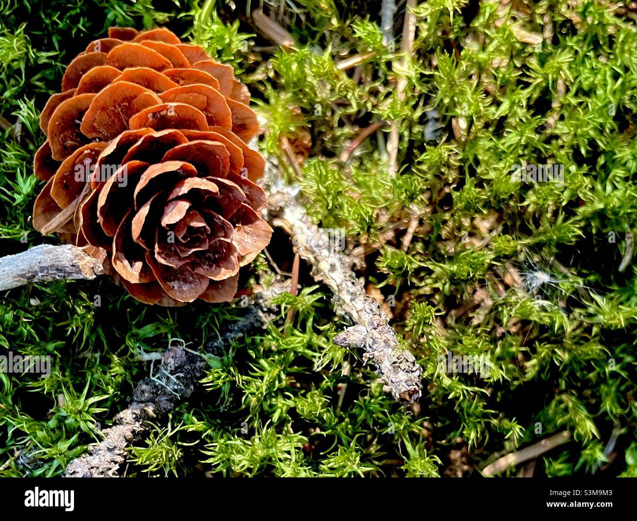 Pinecone in nature hi-res stock photography and images - Alamy